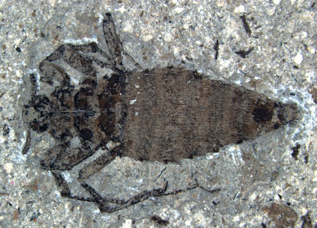 KU researcher helps find giant fleas that may have bugged dinos | News ...